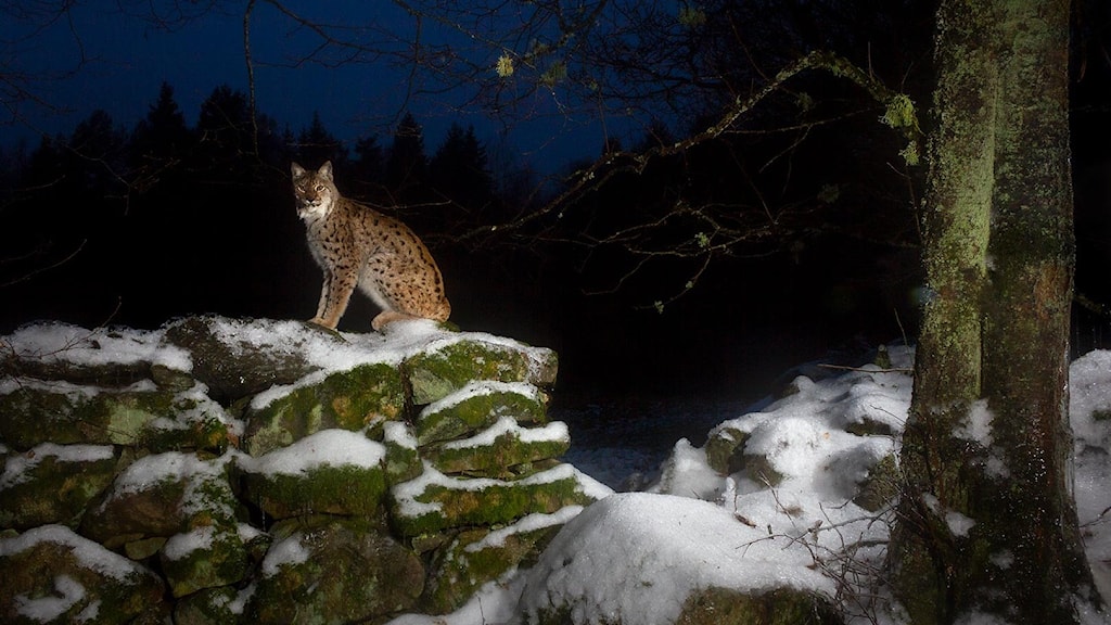 17-årige naturfotografens lycka – fångade lodjur på bild - P4 ...