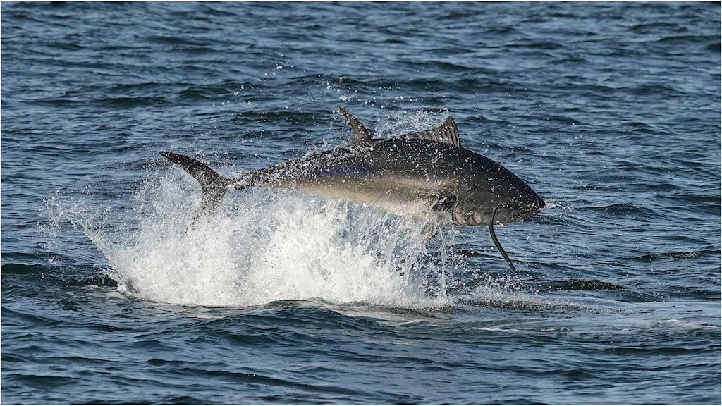 Det bubblade av tonfiskar i Öresund - Naturmorgon | Sveriges Radio