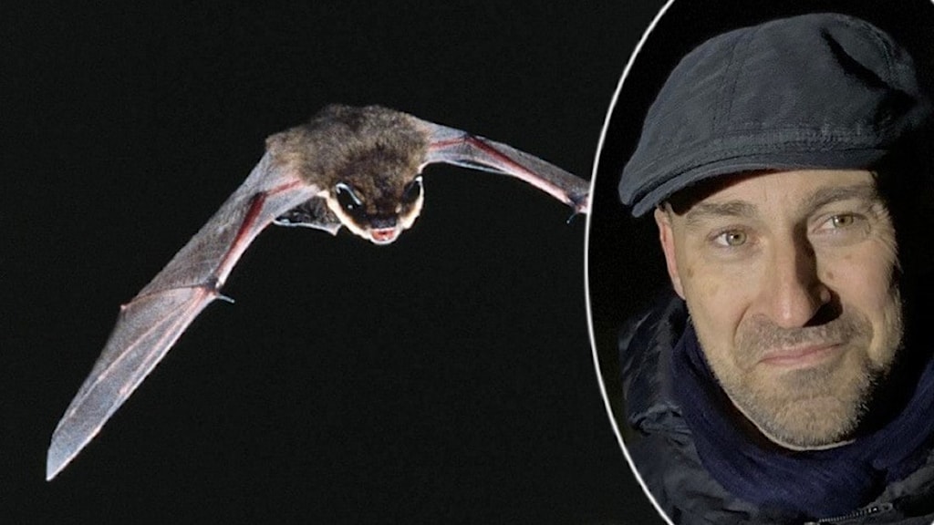 Därför är fladdermusen en skräcksymbol - Naturmorgon | Sveriges Radio