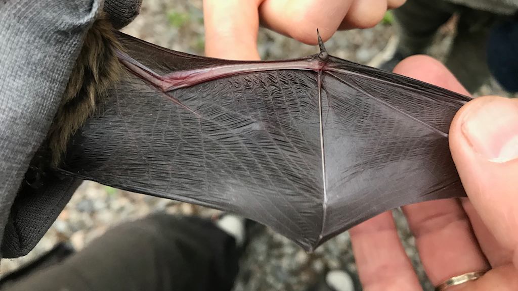 Nordfladdermus med skadad vinge - Naturmorgon | Sveriges Radio