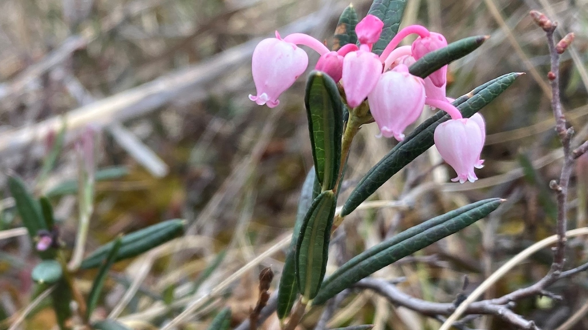 Blommorna på myren – och Kjell som räknar småkrypen på Omberg ...
