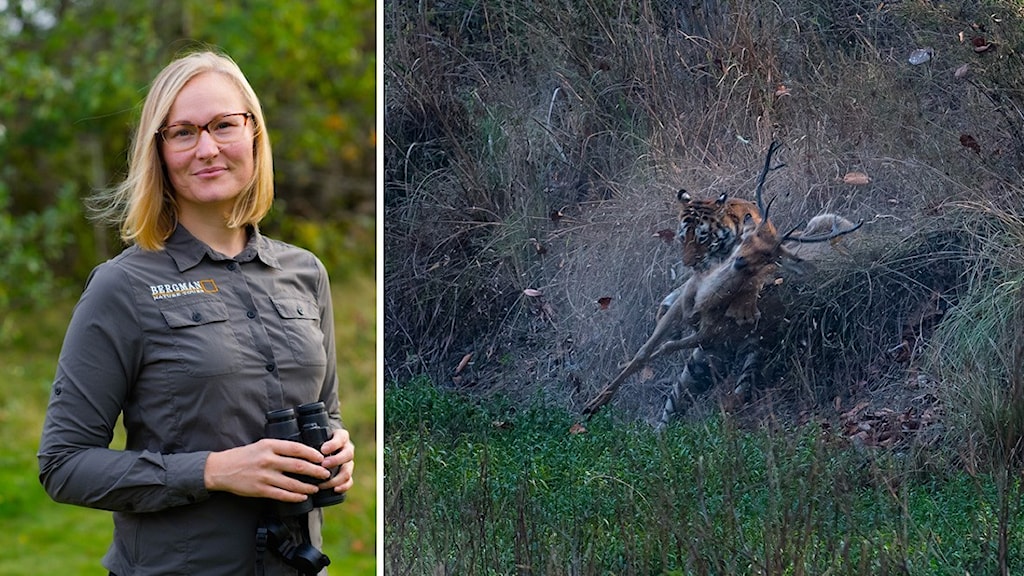 Therese fick triss i tigrar - Naturmorgon | Sveriges Radio