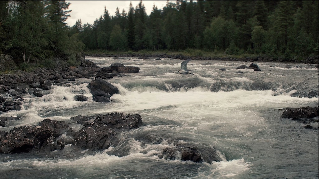 Så mycket för långsamt flyger pilgrimsfalken i Händelser vid vatten ...