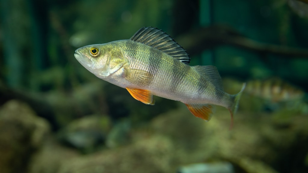 Naturmorgon 16 mars: Här hittar du bilder till avsnittet - Naturmorgon ...