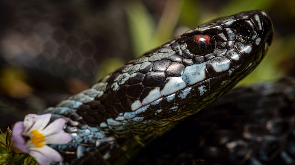 Nyömsade huggormar på Holmögadd - Naturmorgon | Sveriges Radio