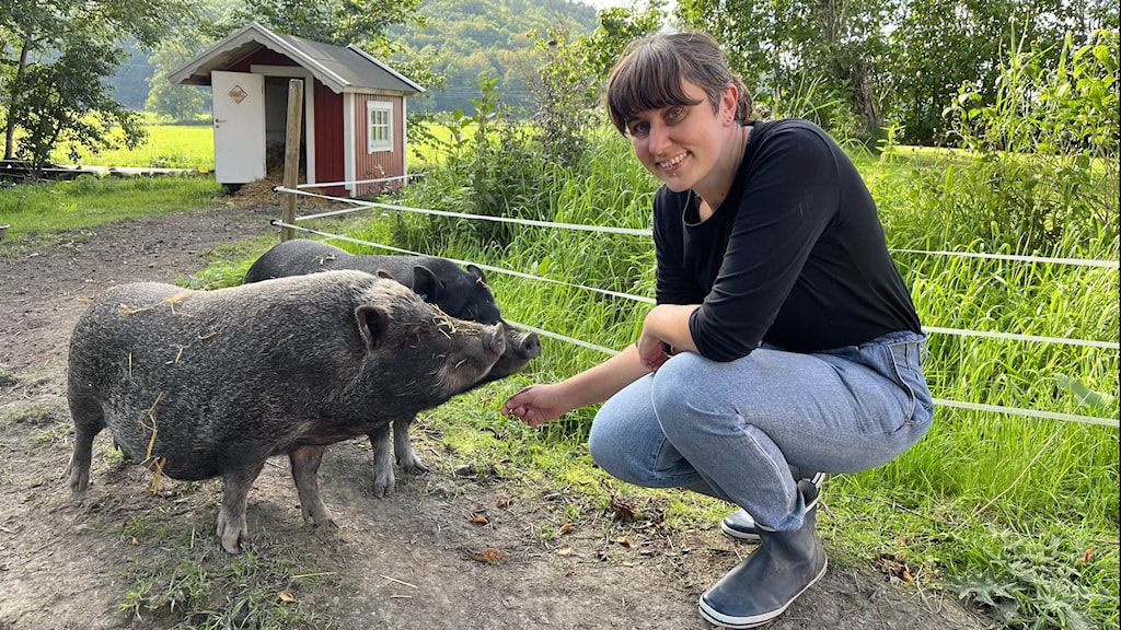 Emilies rädsla: Grisarna Blåbär och Muffins kan få pesten - P4 Göteborg ...