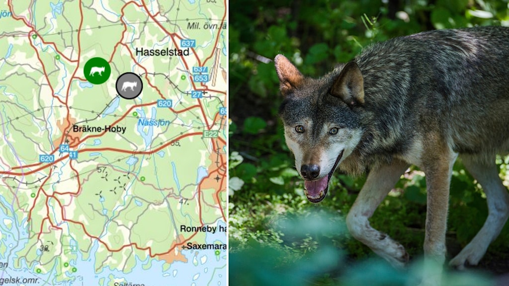 Varg har siktats i Blekinge – flera observationer - P4 Blekinge ...
