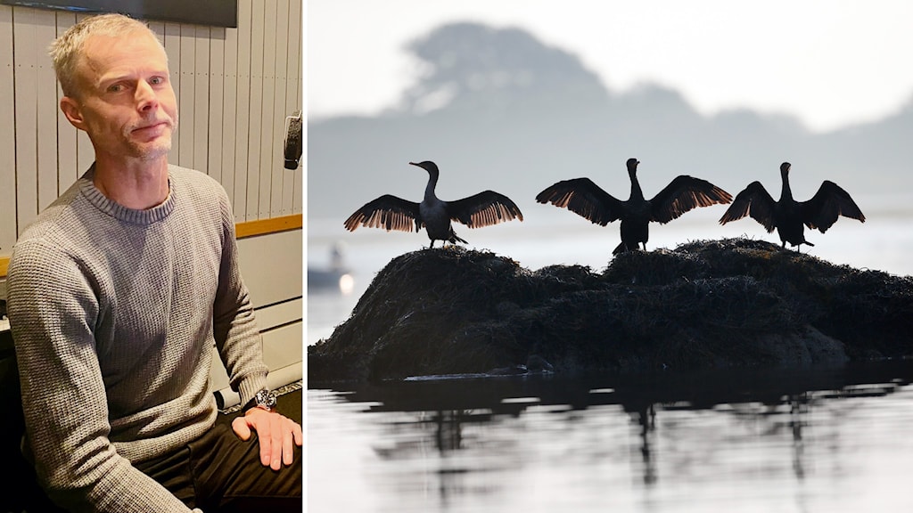 Länsstyrelsen: Problemen med skarv är för stora - P4 Blekinge ...