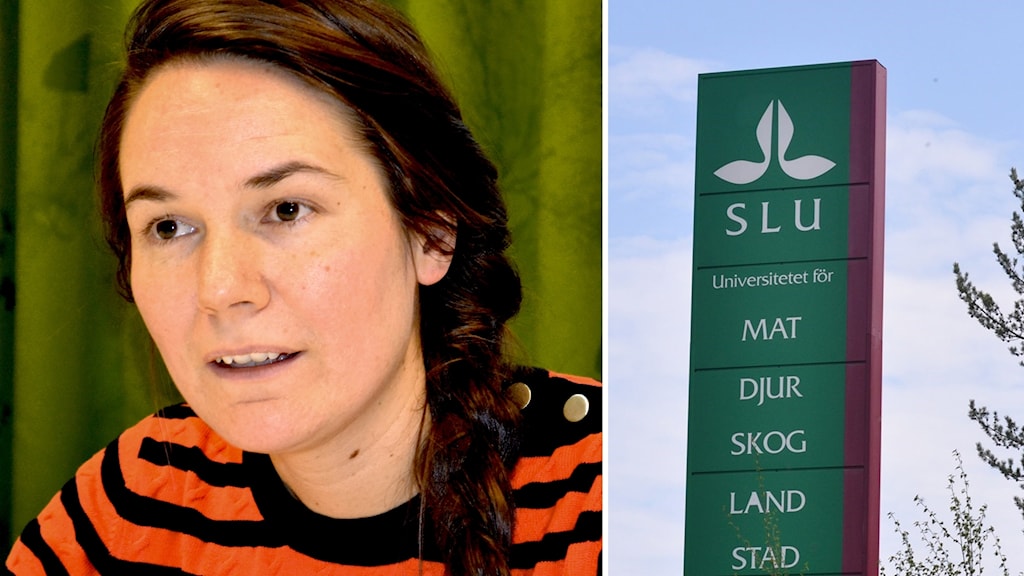 Jägmästaren Elin från Umeå blir årets SLU-alumn - P4 Västerbotten ...