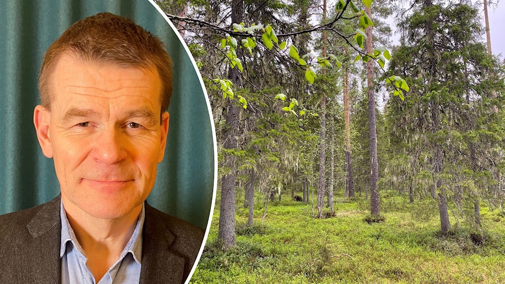 Skogsstyrelsen: Oklart om skyddsvärd skog ska skyddas eller får huggas ...