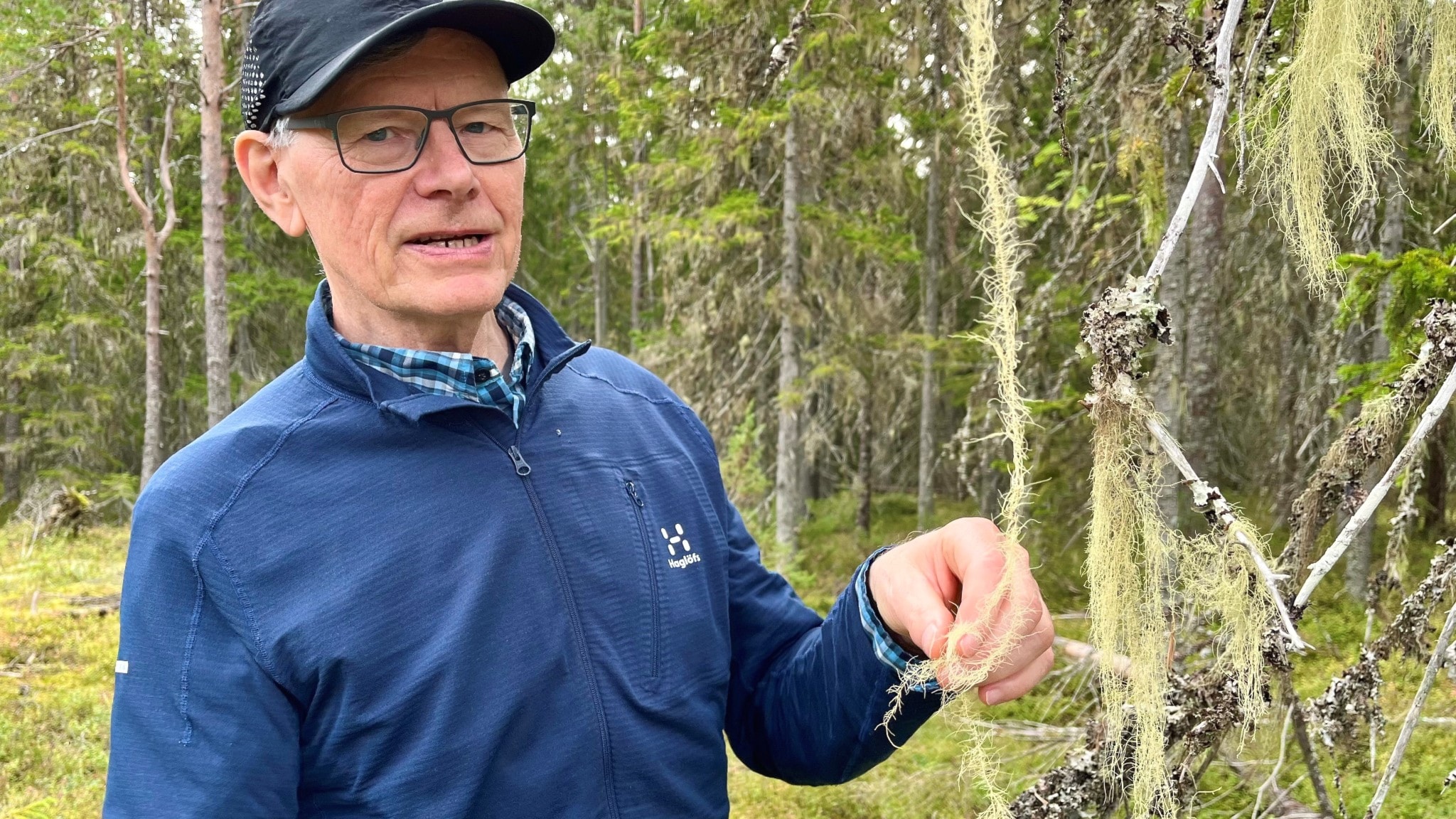Världens längsta lav minskar dramatiskt i nationalpark - P4 ...