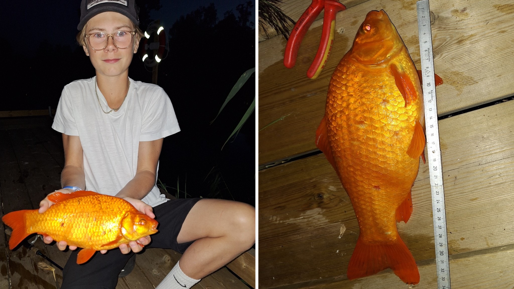 Oväntade nappet: Ville drog upp en guldfisk på 900 gram - P4 ...