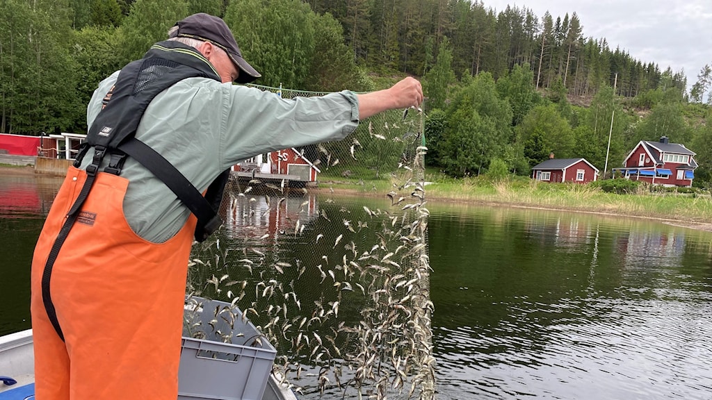 Spiggen tar över i Östersjön – kan konkurrera ut rovfiskar - P4 ...