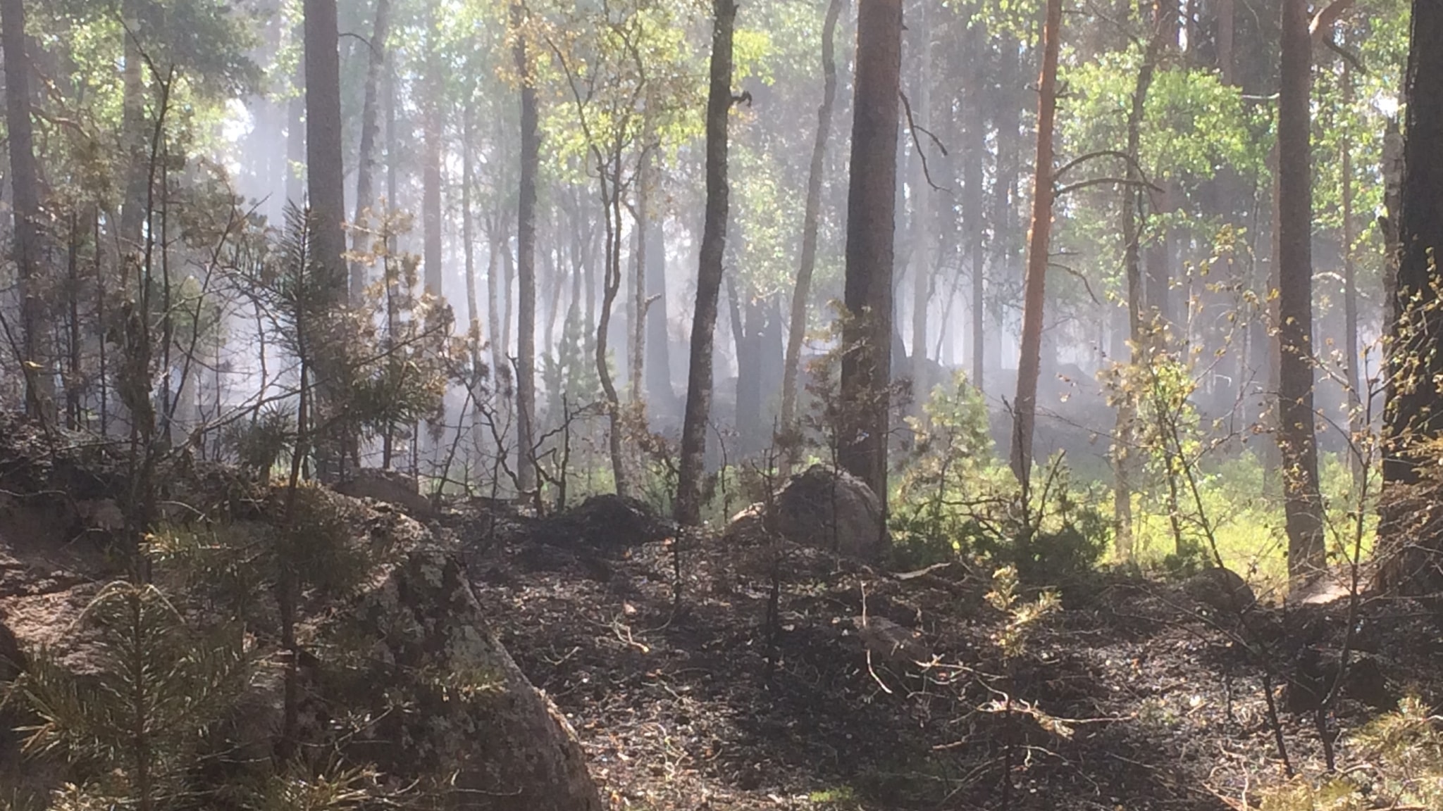 Forestry machinery sparked fire in Västmanland - Radio Sweden ...