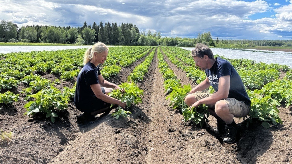 Ingen KRAV-potatis till midsommar | Sveriges Radio