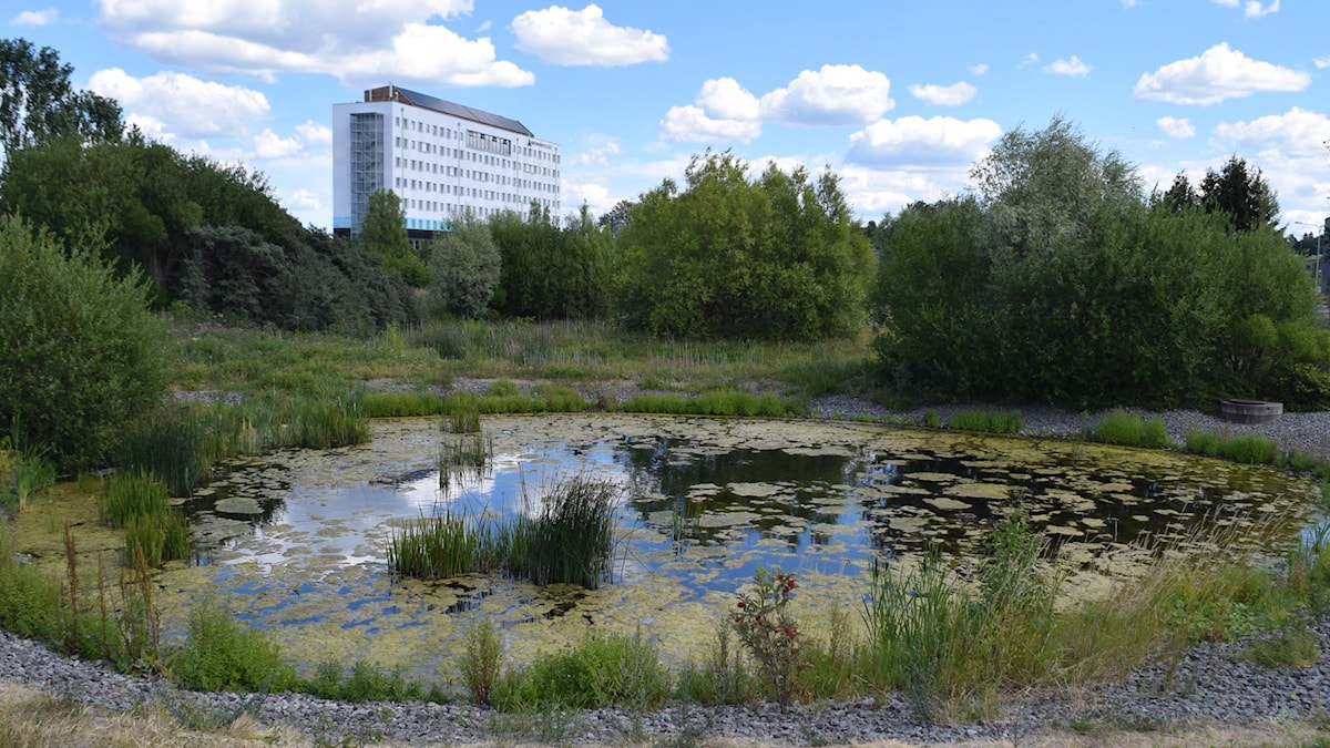 Fullt av liv i stadens dagvattendammar - P4 Uppland | Sveriges Radio