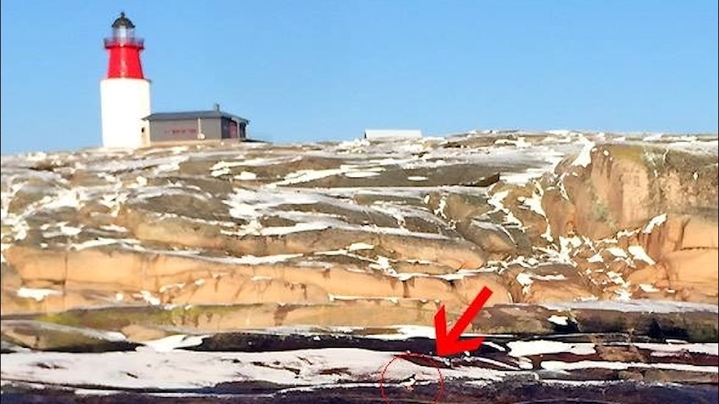 Strandskatan första vårtecknet: "Får gåshud varje år" - P4 Väst ...