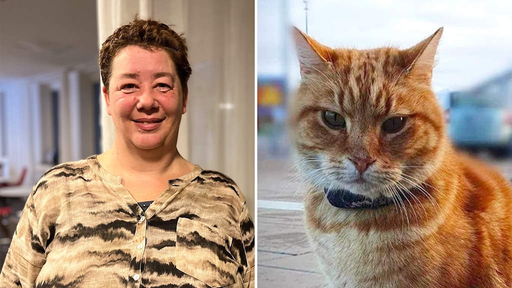 Luffar-Lasses effekt: Fler skänker till Kattslussen - P4 Väst ...