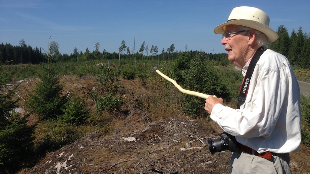Så återhämtade sig skogen efter Kobergsbranden - P4 Väst | Sveriges Radio