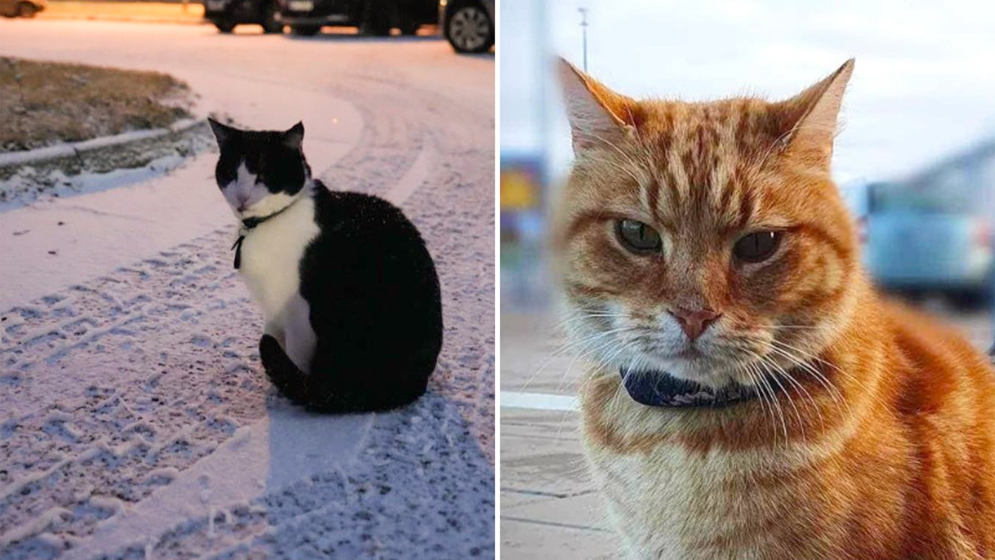 Katten Luffar-Lasse har fått norsk konkurrens – av Frodo | Sveriges Radio