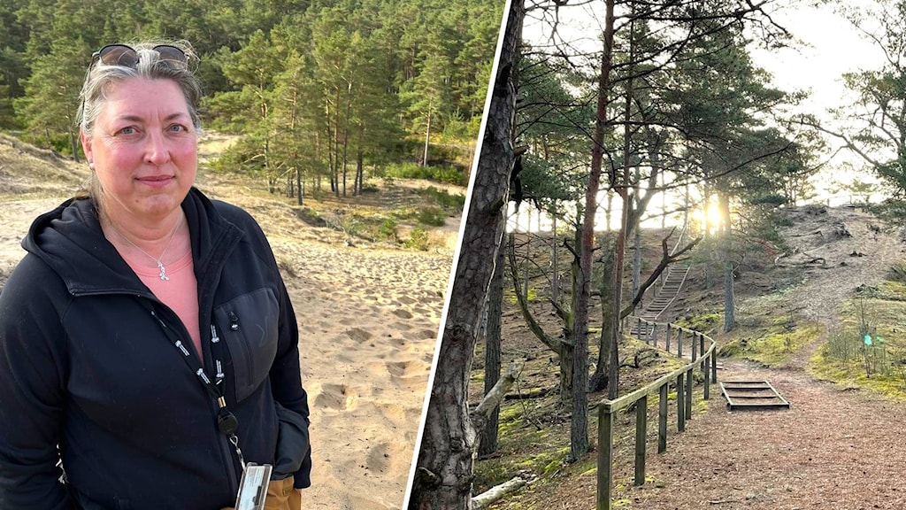 Sanddynen i Haverdal sjunker: ”Väldigt mycket slitage” - P4 Halland ...