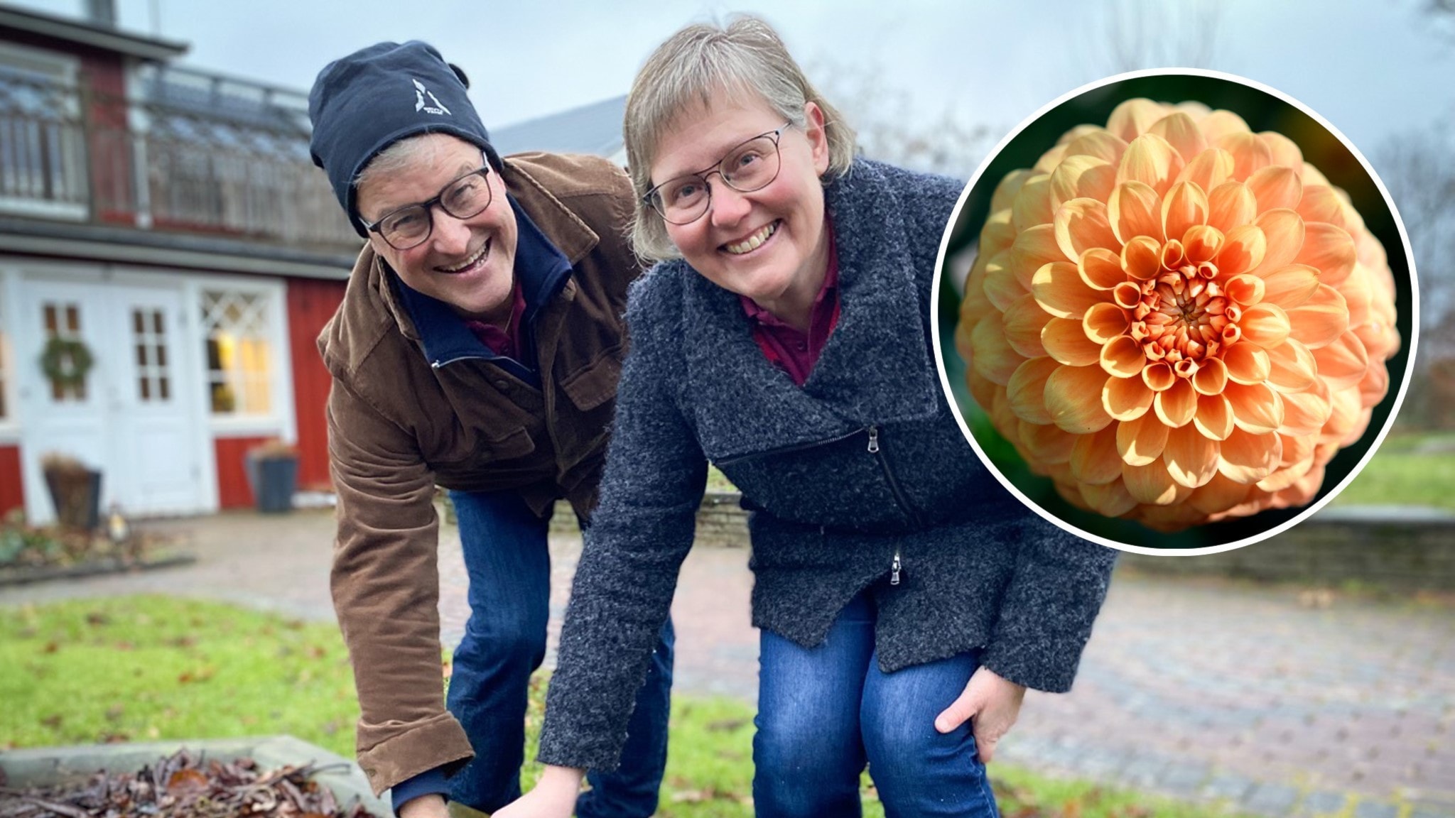 Tre generationer har odlat dahlior – tusentals lökar ska ner i jorden ...
