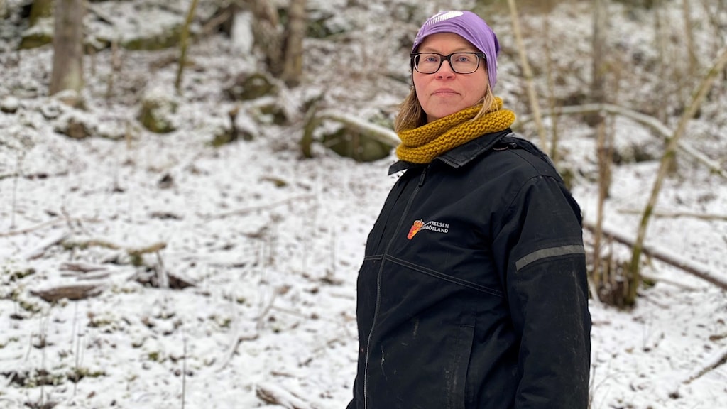 Varningen: Träd kan falla ner på besökare – fyra leder stängs av - P4 ...
