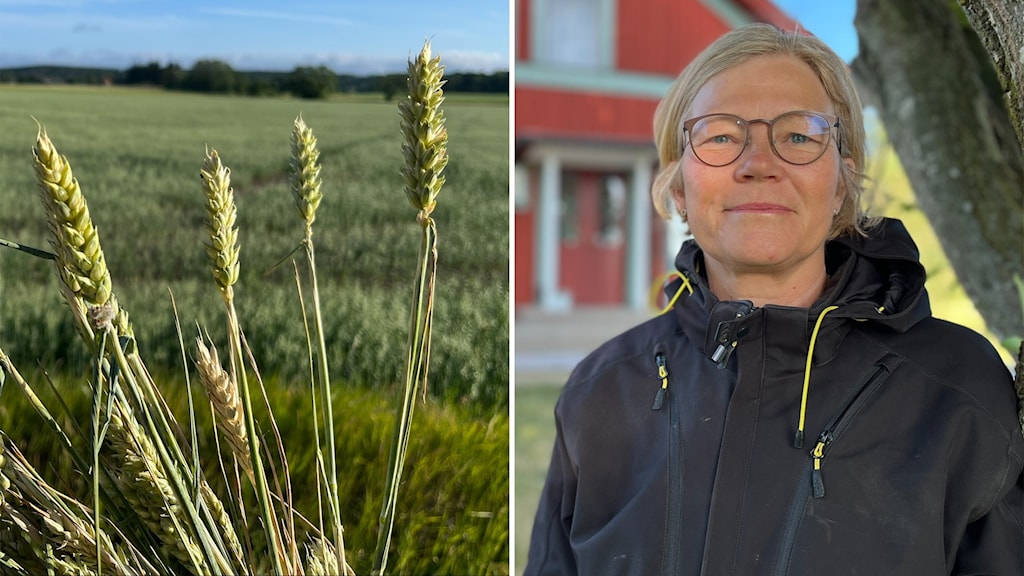 Lantbrukaren: Optimalt så ska det regna länge - P4 Östergötland ...