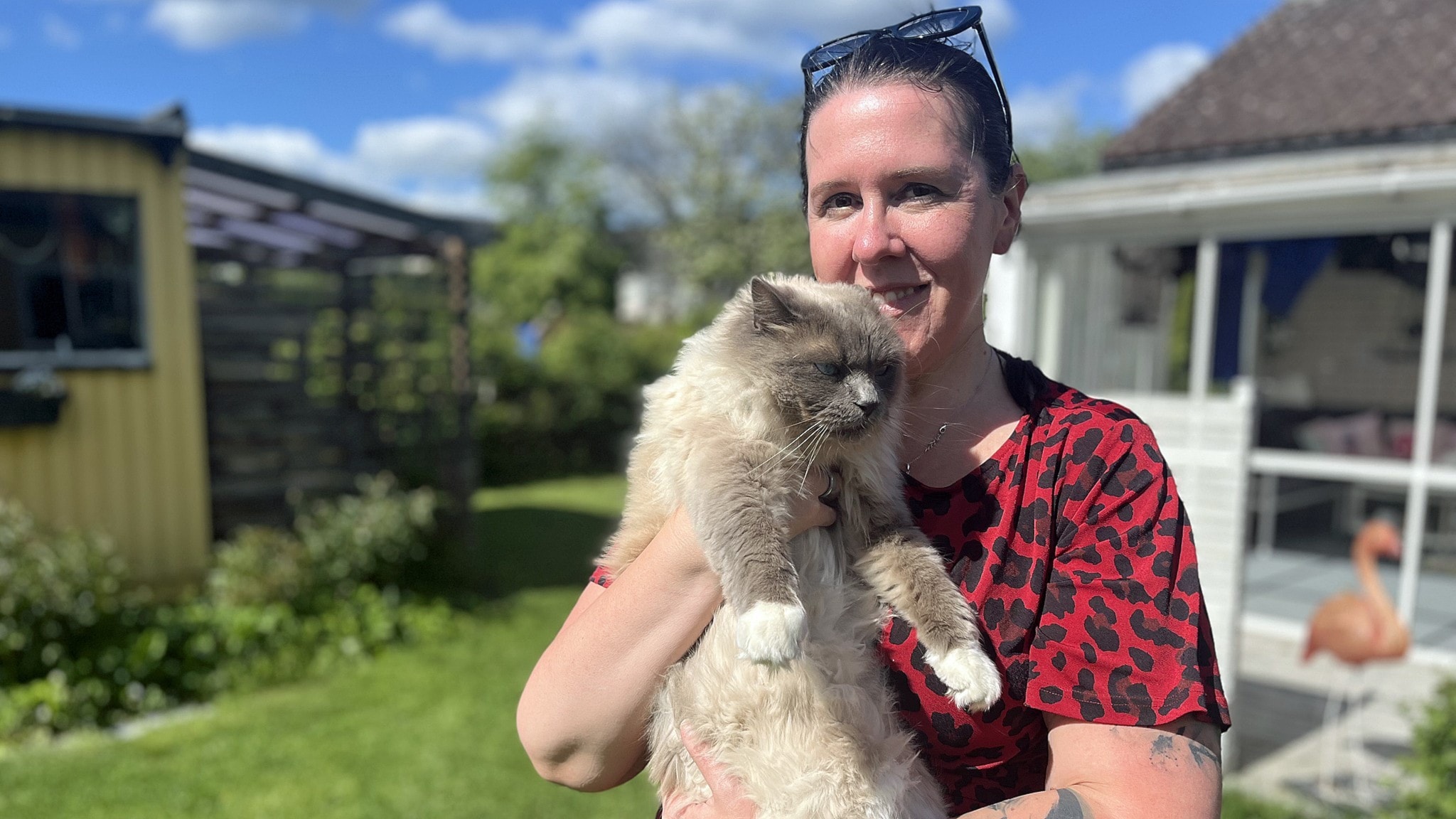 Rävar sätter skräck i kattägare – Therese katt dödades | Sveriges Radio