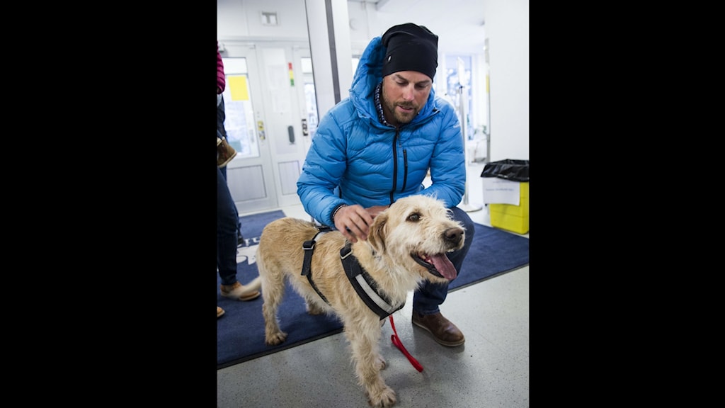 Dog "Arthur" leaves quarantine for new life with Swedish adventure ...