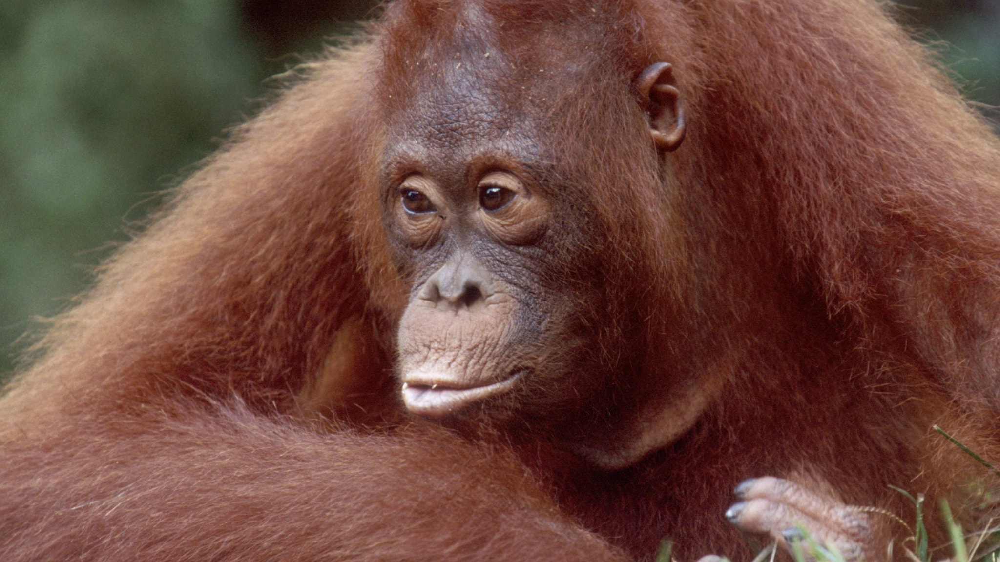 Orangutang i juicetest – kunde förutse olika smaker - Vetenskapsradion ...