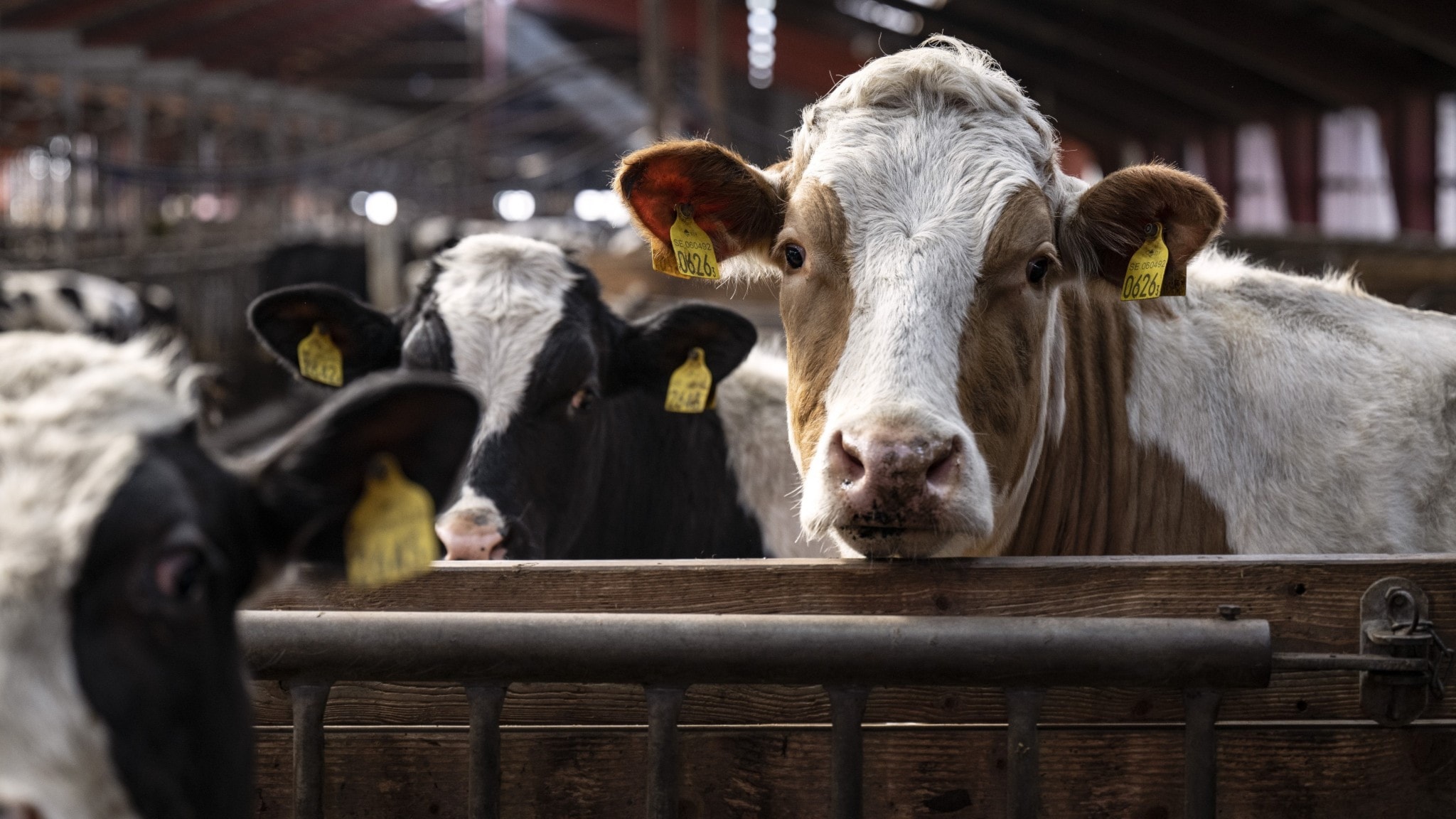 Nytt foder till korna – klimatåtgärder som kan minska metanutsläppen ...