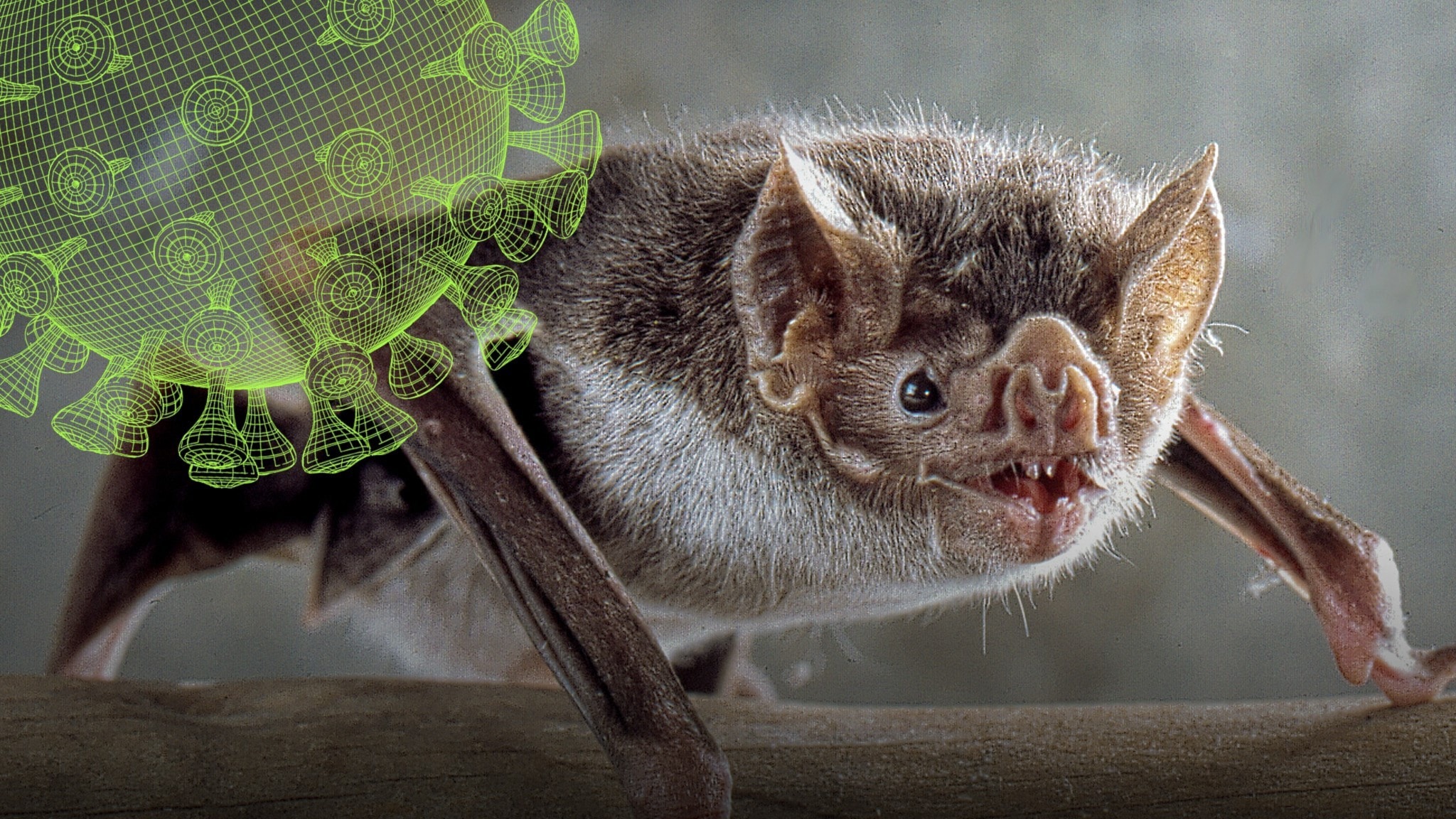 Nu kartläggs djurvärldens alla virus – Vetenskapsradions coronaspecial ...