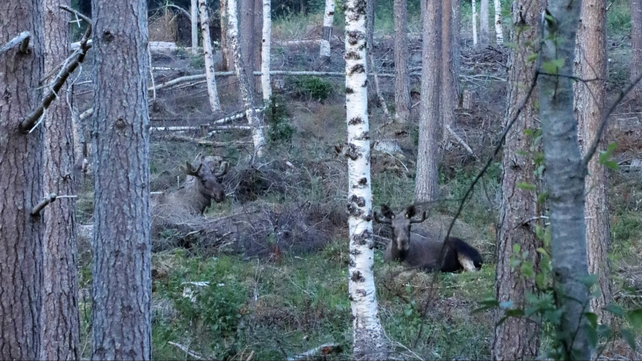 Veckans bild – älgar som tar det med ro - P4 Jämtland | Sveriges Radio