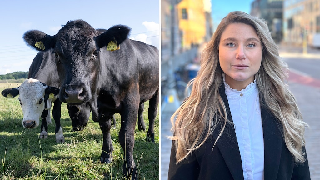 Kommunen missar miljoner – 130 kor ställer till det - Nyheter (Ekot ...
