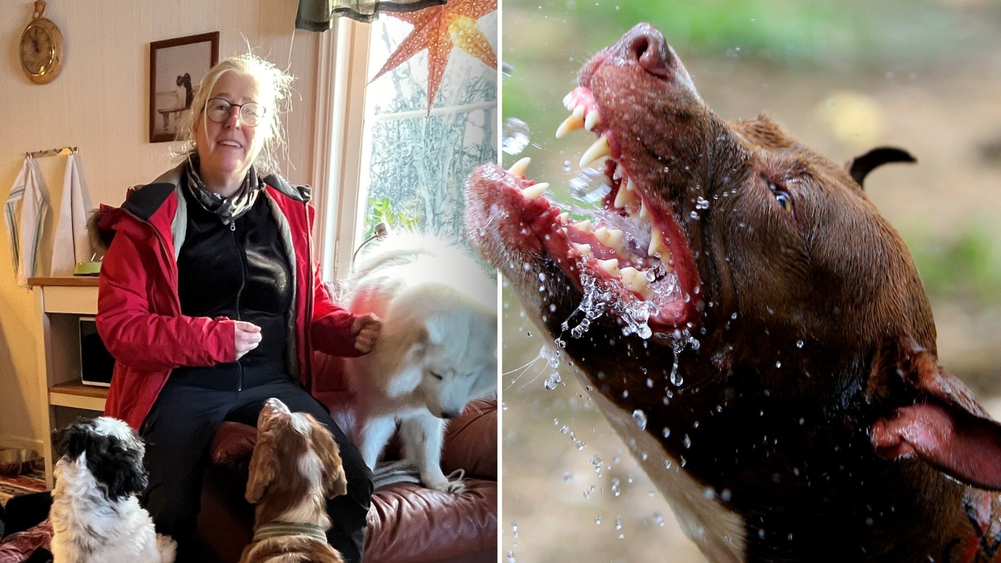Instruktören: Så undviker du en hundattack | Sveriges Radio