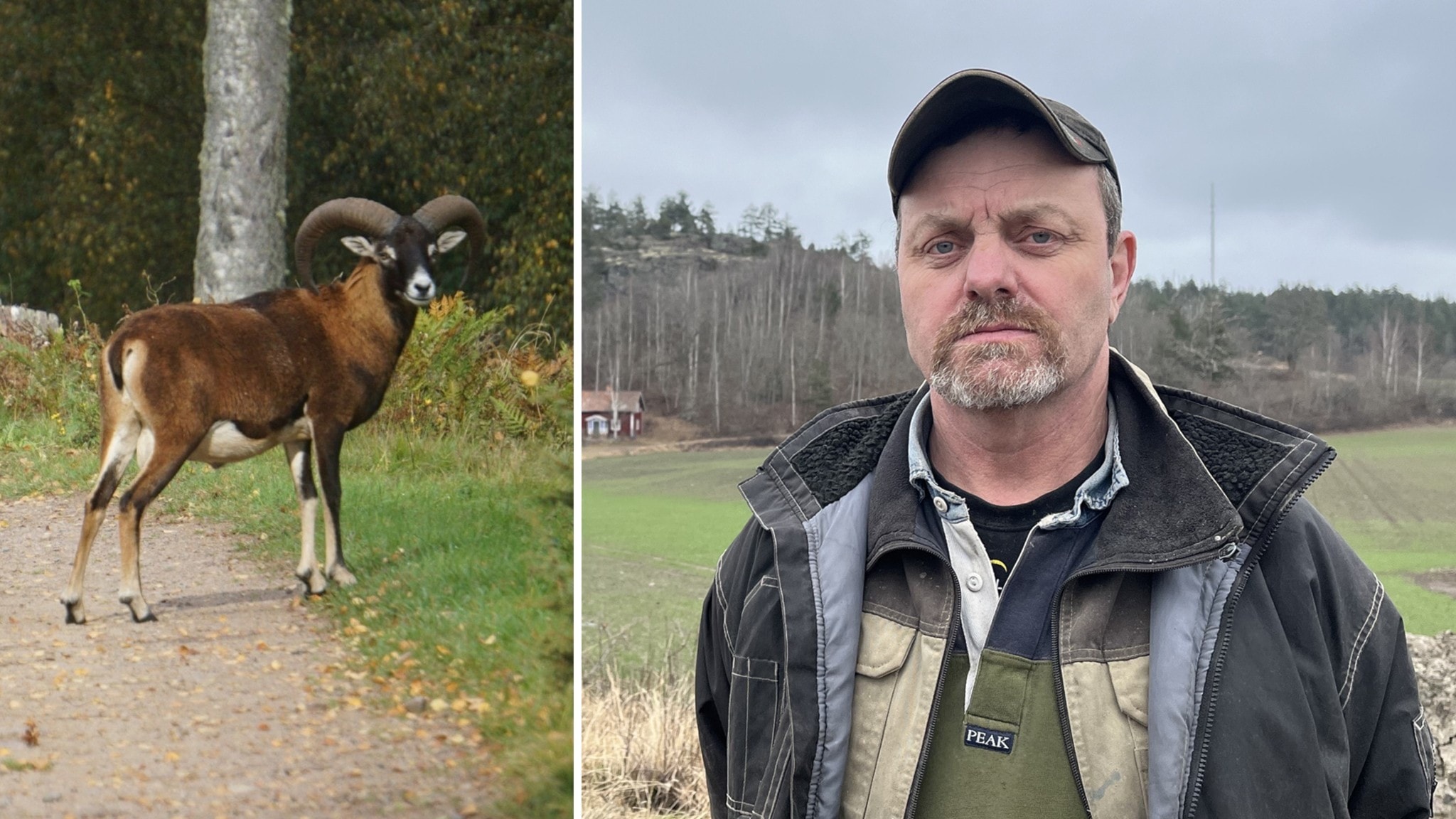 Mufflonfår förstör för markägare: Har bett jägare skjuta dem | Sveriges ...