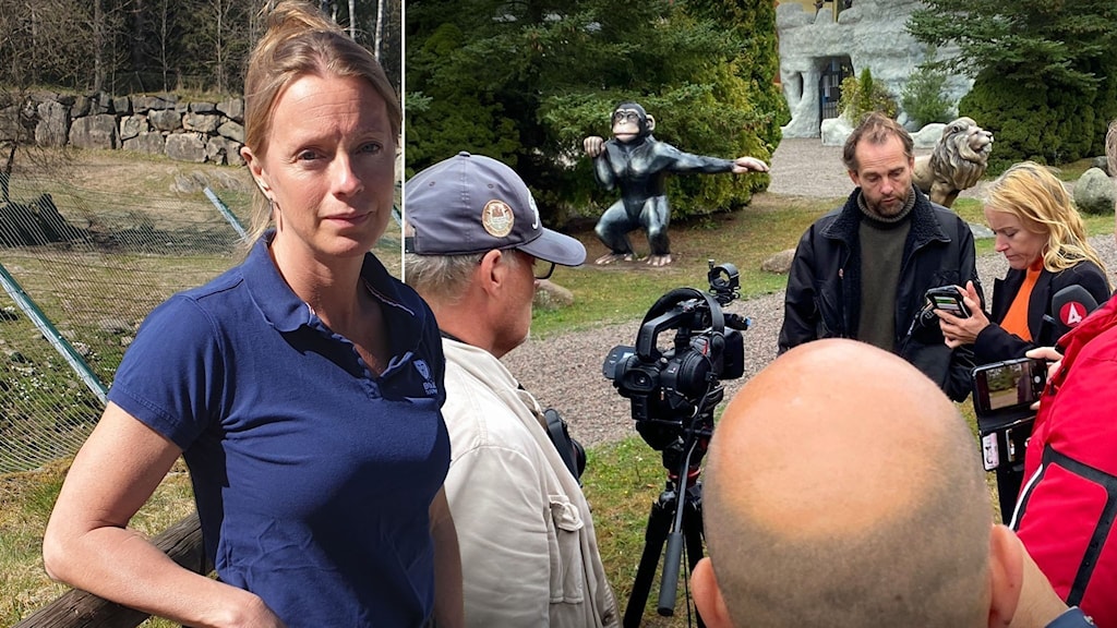 Efter dödsolyckan med djurskötare på Öland – Borås djurpark ser över ...