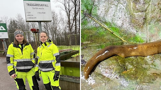 Experten: Syrenen är en invasiv art att hålla koll på | Sveriges Radio