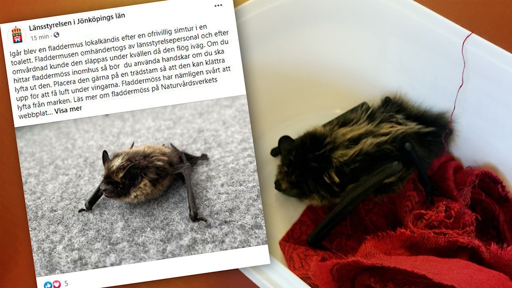 Fladdermusen i toaletten har klarat sig - P4 Jönköping | Sveriges Radio