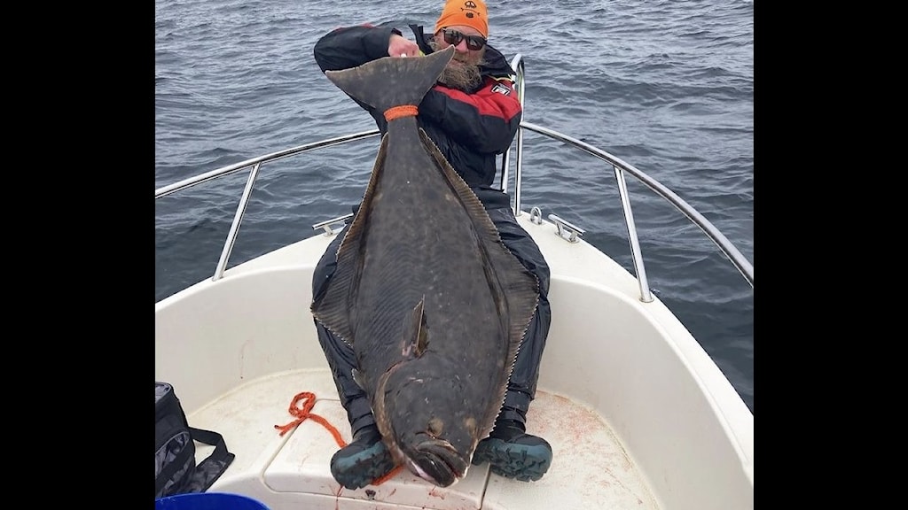 Håkan från Lekeryd fick monsterfisken på kroken: "Den var skitarg" - P4 ...