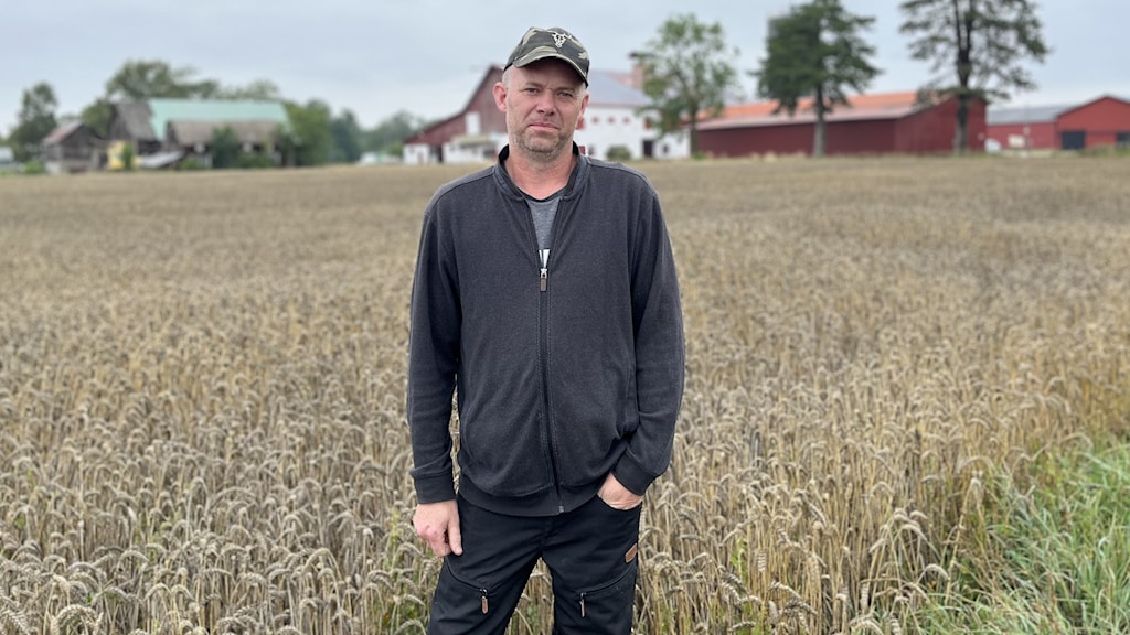 Regnet ställer till det för spannmålsbonden: ”Besvärligt” - P4 Gotland ...