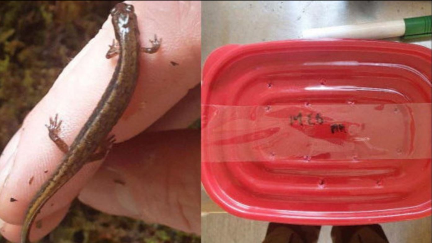 Smugglade salamandrar och grodor i tårtdekorationspaket – döms ...