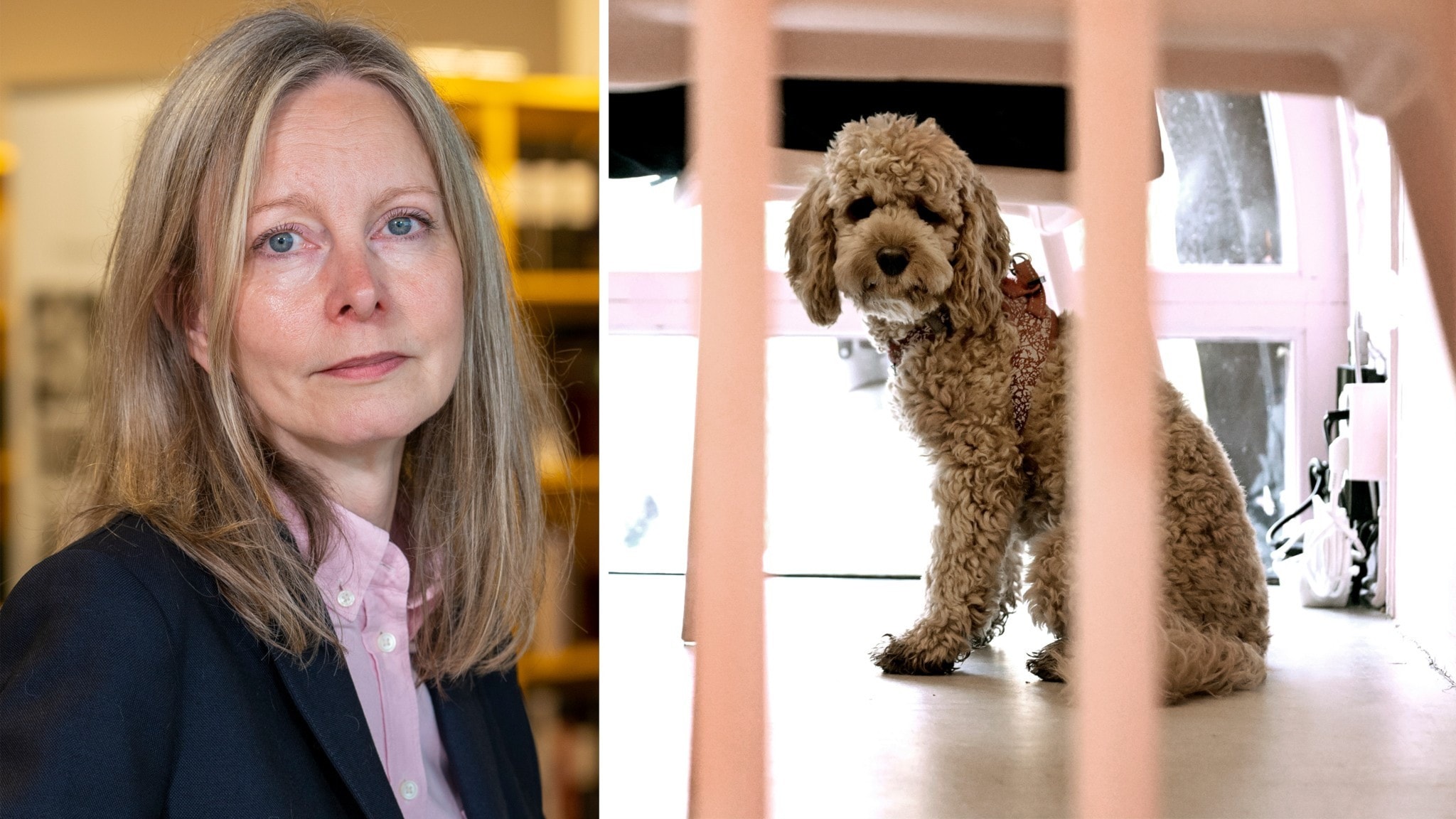 Kennelklubben: Det behövs mer än ett hundkörkort - P4 Skaraborg ...