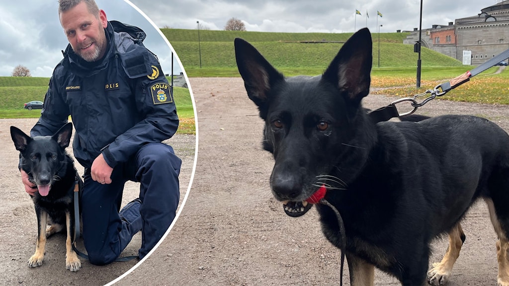 Sky årets polishund – har räddat många liv: ”Stolt” - P4 Skaraborg ...
