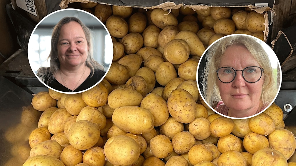 Granskningen: Dyrare potatis – sämre betalt till bonden - P4 Skaraborg ...