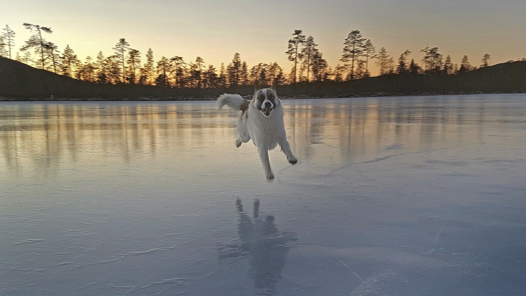 En flygande hund är till Veckans bild - P4 Norrbotten | Sveriges Radio
