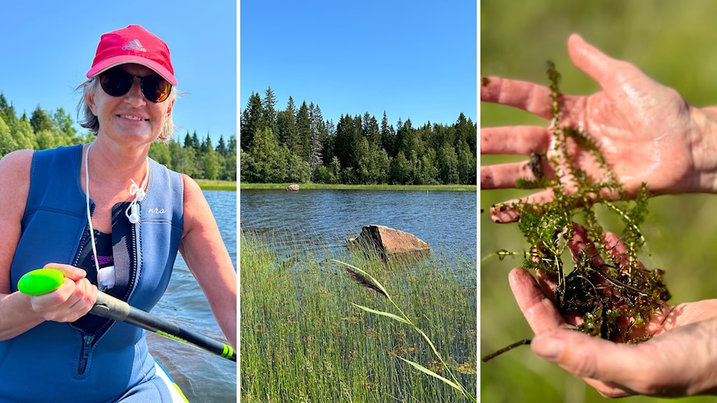 Vattenpesten klättrar norrut – ny metod ska förinta den - P4 Norrbotten ...