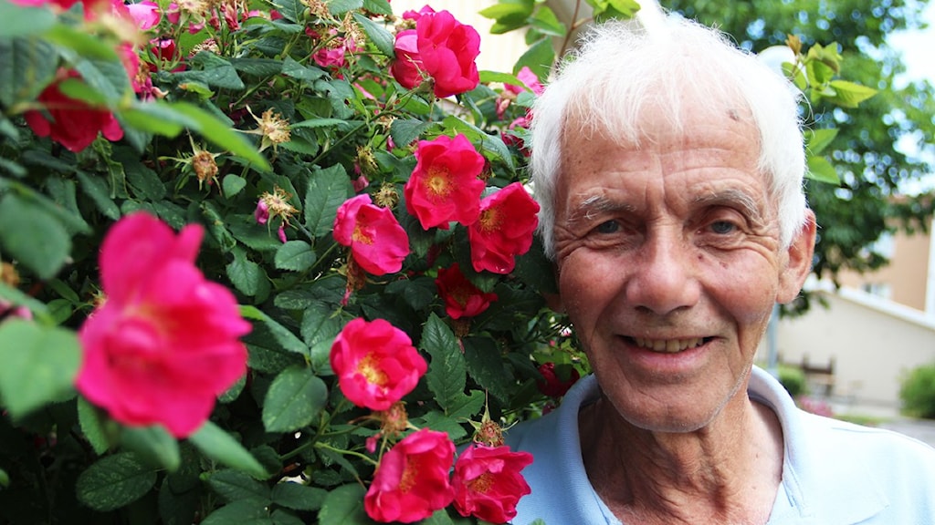 Rosen en 50-årig musikskatt som ännu blomstrar - P4 Gävleborg ...