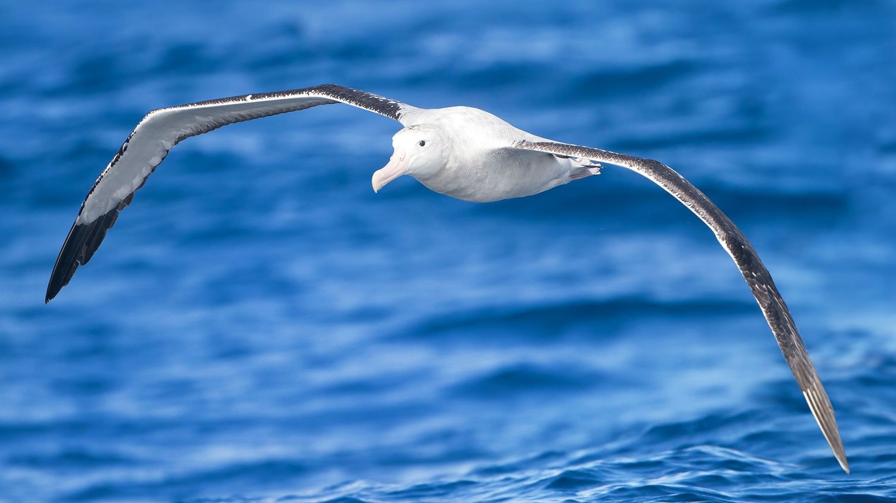 Albatrosser i Antarktis räknas från rymden - Vetenskapsradion Nyheter ...